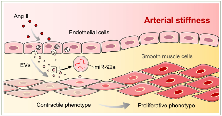 内皮来源的细胞外 microRNA-92a 通过调节血管平滑肌细胞的表型变化促进动脉硬化 - 知乎