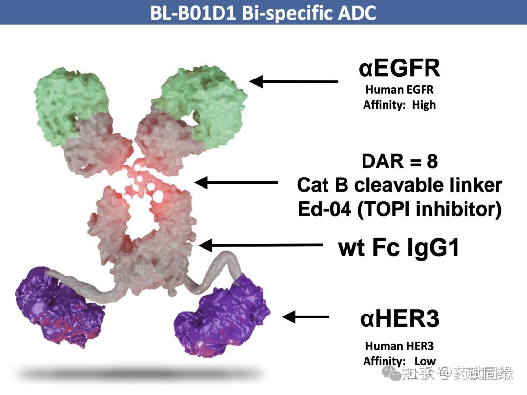 百利天恒EGFR×HER3双抗ADC药物BL-B01D1治疗HR阳性乳腺癌 - 知乎