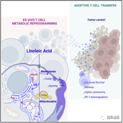 Cell Met ｜ 亚油酸通过强化线粒体，增强CD8+ T细胞的代谢适应性和抗肿瘤免疫 - 知乎