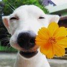 想要绘制连锁不平衡图，可以使用LDheatmap这个包！！详细教程 - 知乎