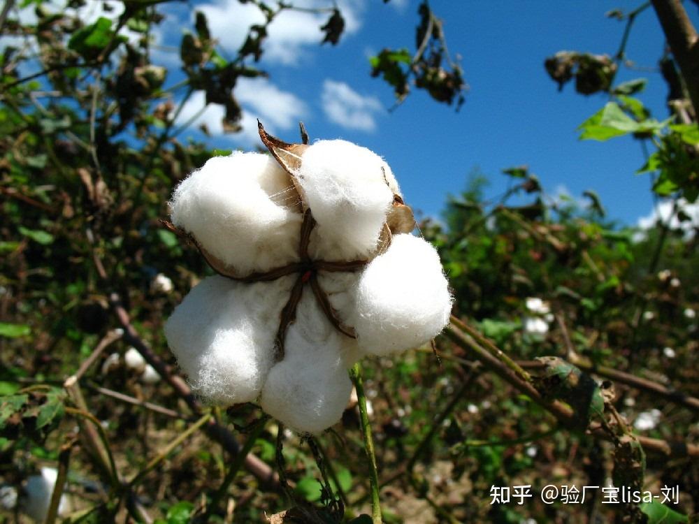 GOTS与OCS的区别是什么 可以来了解下 - 知乎