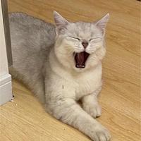 ISO三大体系认证审核流程 - 知乎