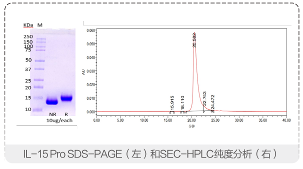 白介素15(IL-15)的作用机制、生物学功能及应用！ - 知乎