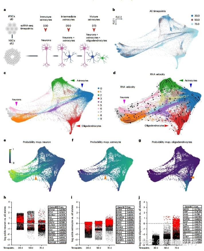 Nat Neurosci︱新发现！单细胞RNA测序分析揭示介导胶质细胞分化的潜在基因位点 - 知乎