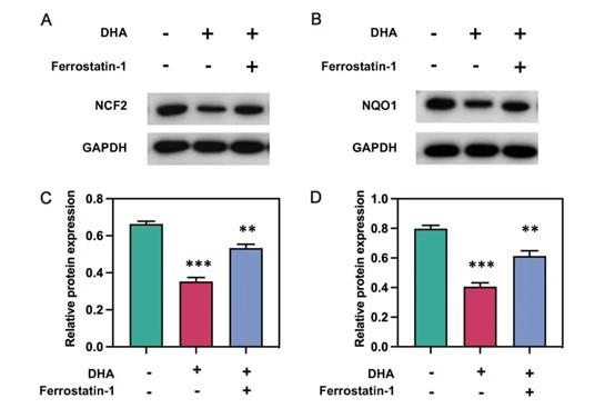 蛋白研究新热点：AI 全方位剖析 DHA 与 Ferrostatin - 1 的作用密码 - 知乎