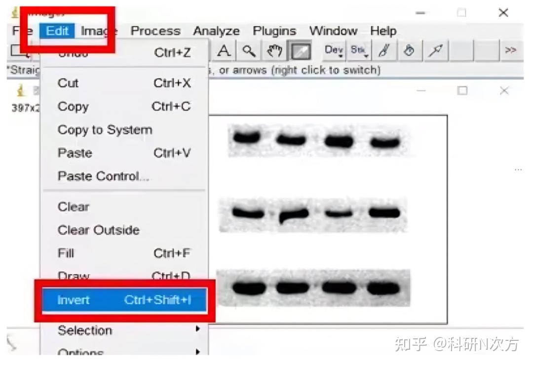 科研干货 | 用Image J 定量分析Western blot条带灰度值！ - 知乎