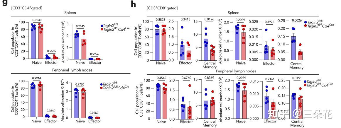 Transgelin 2 guards T cell lipid metabolism and antitumour function - 知乎