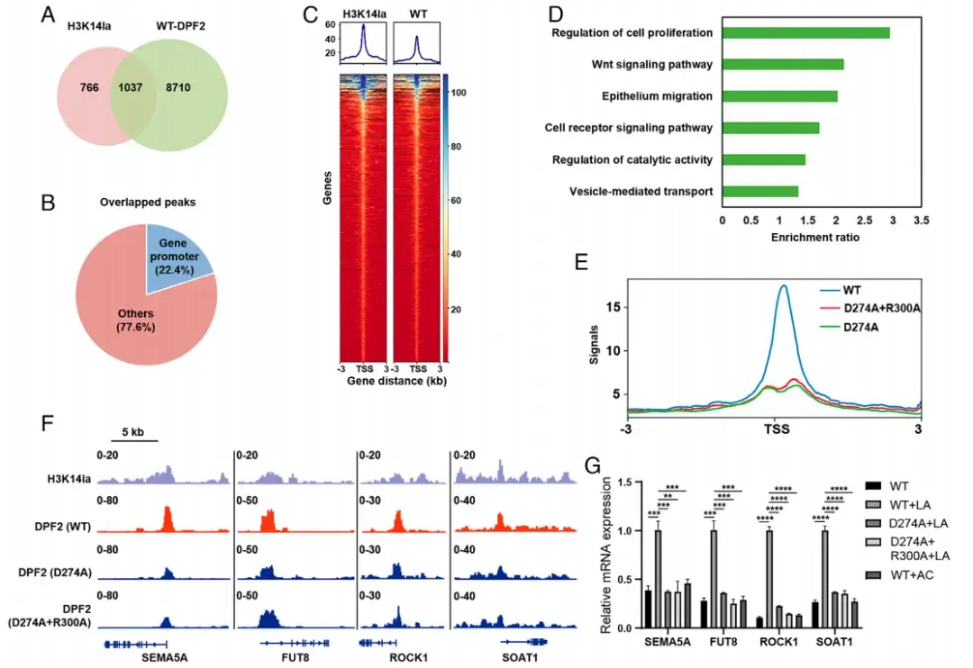 PNAS、NAR | 天津医科大学张锴：组蛋白乳酸化、β-羟基丁酰化的阅读器及其调控机制 - 知乎