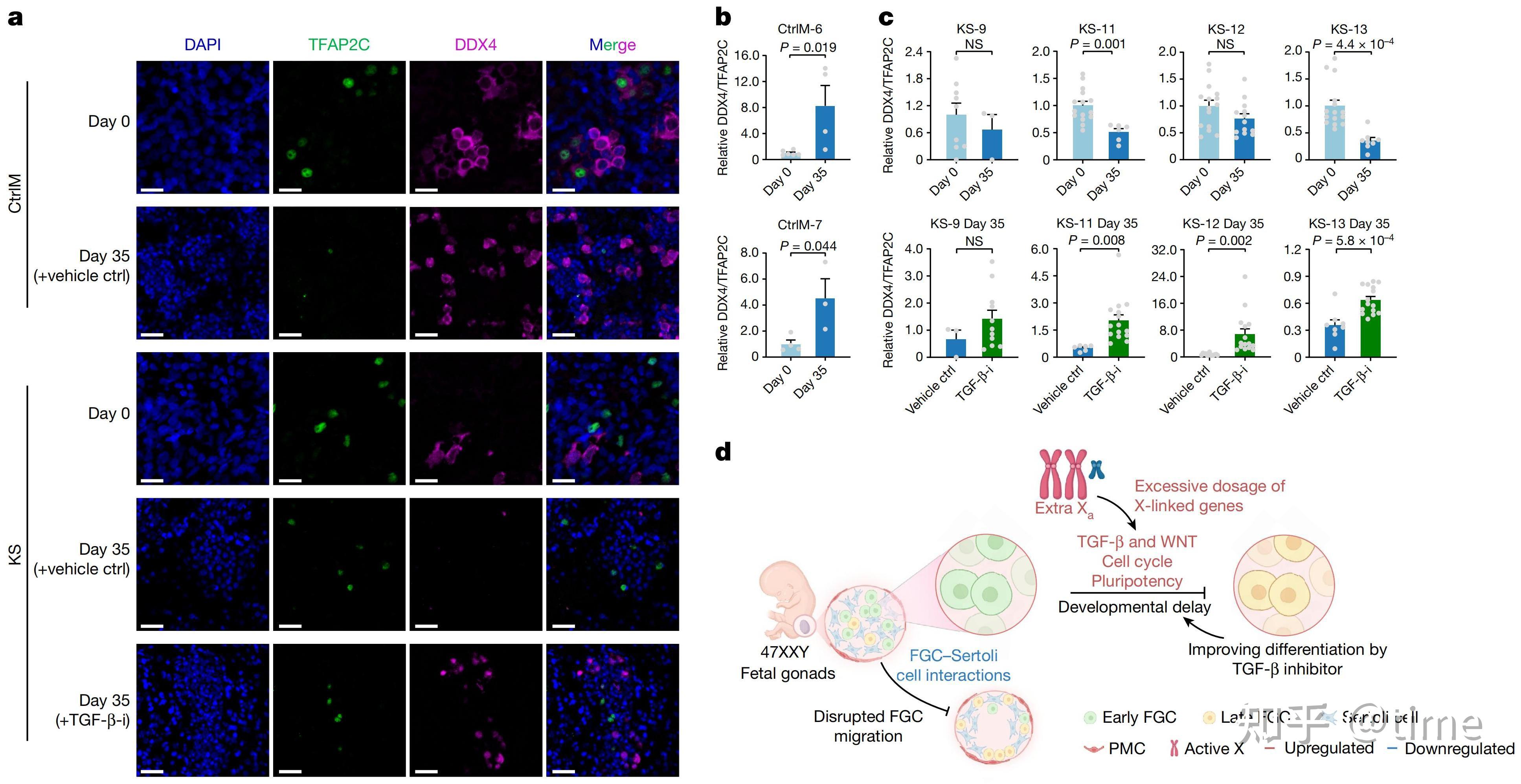 文献分享 | Nature：额外的X染色体如何影响男性胎儿生殖细胞的发育 - 知乎