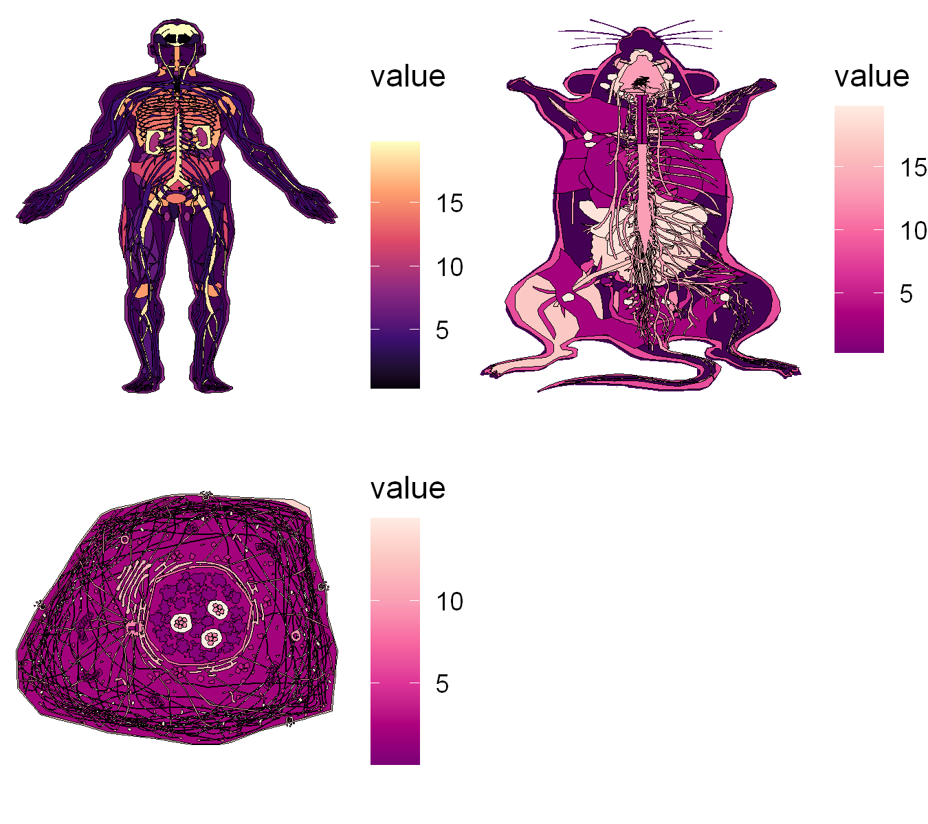 R可视化15|27种常见物种解剖图轻松绘制 - 知乎