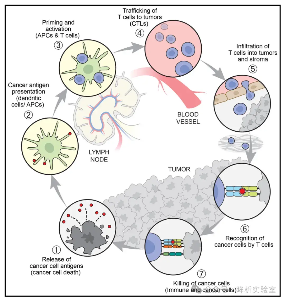 肿瘤免疫循环（Cancer-Immunity Cycle， CI Cycle） - 知乎