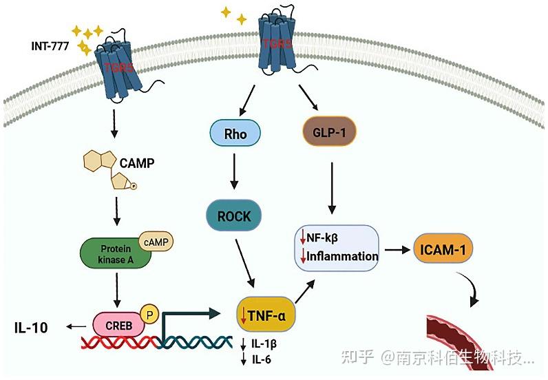 药靶细胞模型---TGR5靶点细胞筛选模型 - 知乎