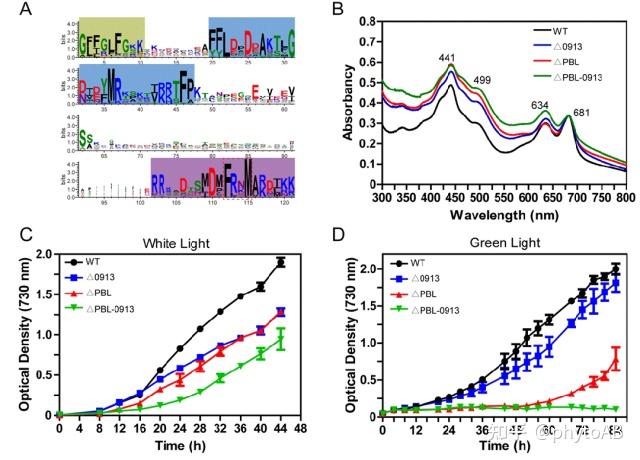 PhytoAB助力顶尖科研-PNAS | 研究揭示蓝细菌藻胆体与光系统II结合的分子胶 - 知乎
