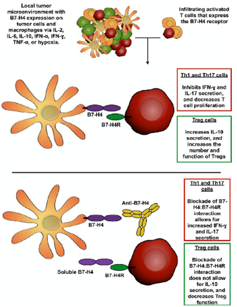 B7-H4 | B7家族又一肿瘤治疗潜力靶点 - 知乎