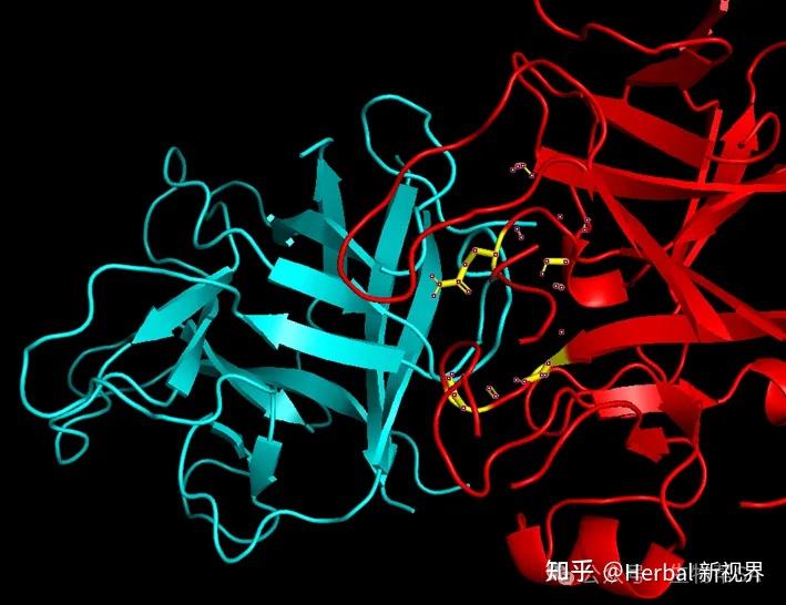 蛋白分子对接—ClusPro预测及PyMol可视化呈现 - 知乎