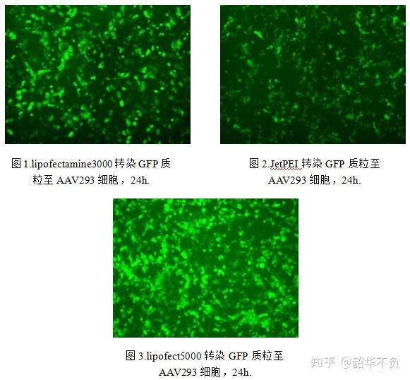 最全质粒转染实验影响因素总结 - 知乎