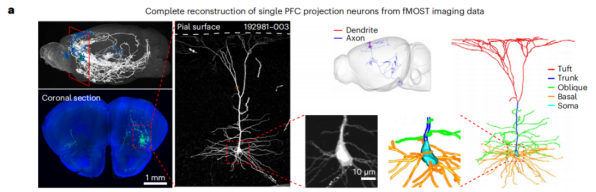 小布解读 | 神经环路示踪工具病毒简介—非跨突触标记 - 知乎