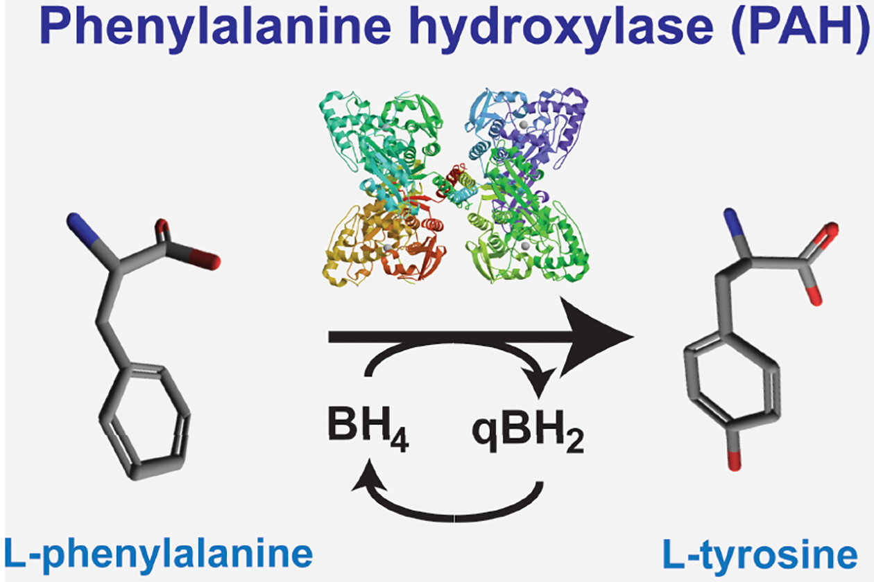 苯丙酮尿症基因治疗的潜力模型——Pah-R408W - 知乎