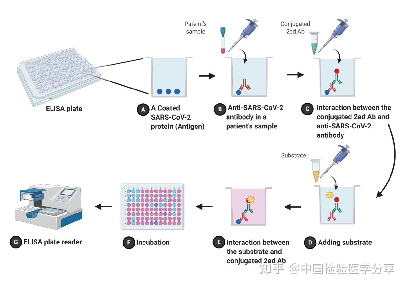 ELISA技术的基本原理 - 知乎