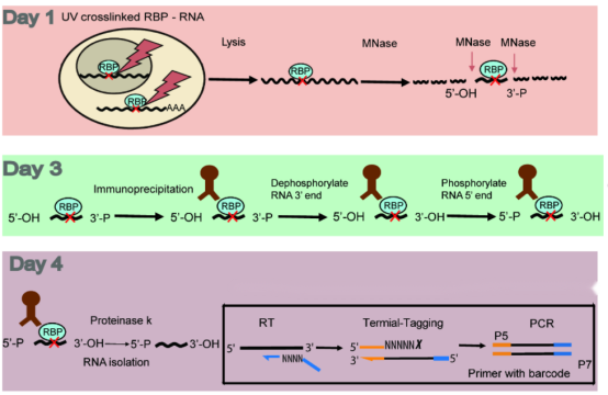 国自然热点 | RNA结合蛋白调控机制研究方法（三）_iRIP-seq - 知乎