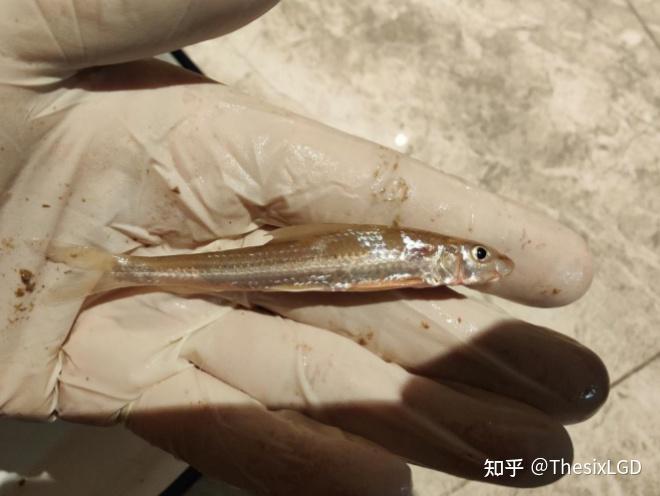 南京地区原生鱼虾等资源整理 - 知乎