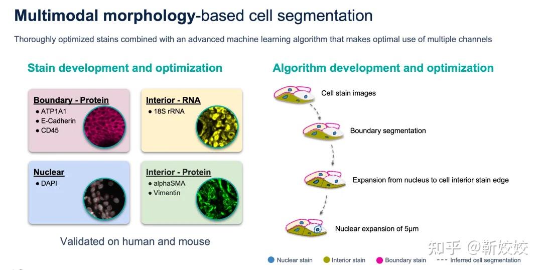突破！10x Xenium技术基因原位检测新高度空间生物学文章大爆发？ - 知乎