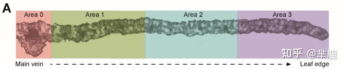 空转植物应用 |scStereo-seq技术解析拟南芥叶片空间转录组 - 知乎
