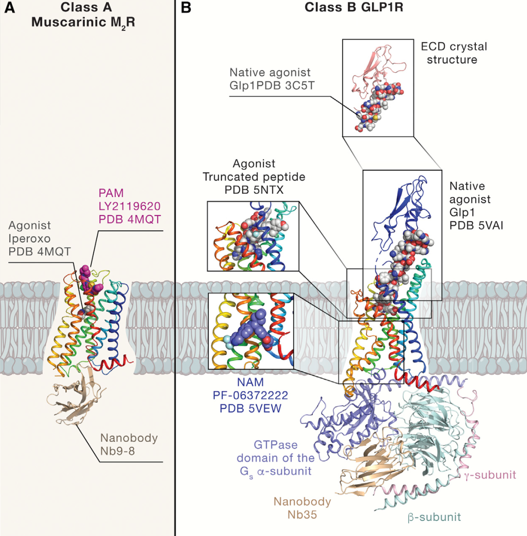 跟我学药物设计 | 靶标的主要类型和结构特征 - 知乎