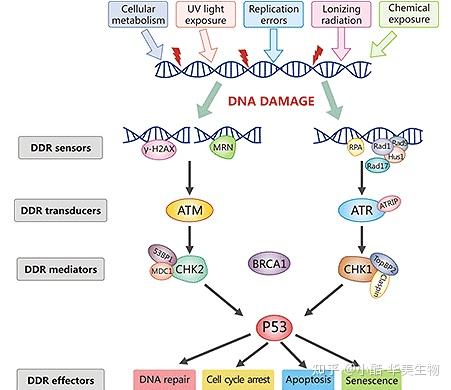 DNA损伤与修复 - 知乎