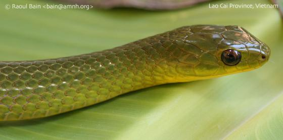 Ptyas 鼠蛇属 - 知乎