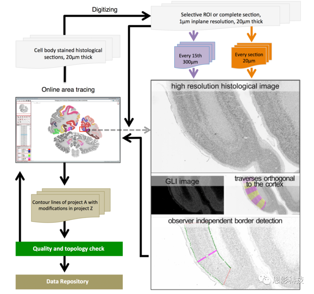 Science：Julich-Brain：一个新的细胞结构水平的概率脑图谱 - 知乎