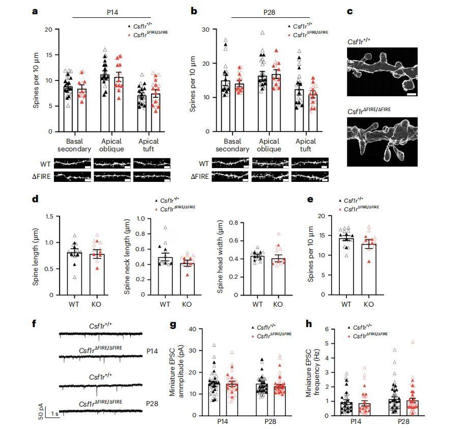 Nat Neurosci：对小胶质细胞的新认识 - 知乎