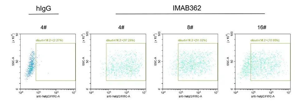 CLDN18.2丨肿瘤免疫治疗赛道的黑马 - 知乎