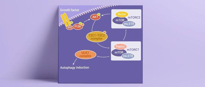 MCE | mTOR 通路是如何调控自噬的 - 知乎