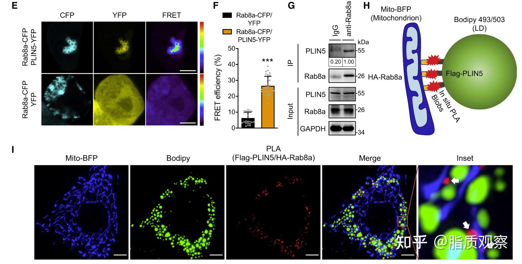 AMPK通过调节Rab8a-Plin5互作促进脂滴线粒体互作 - 知乎