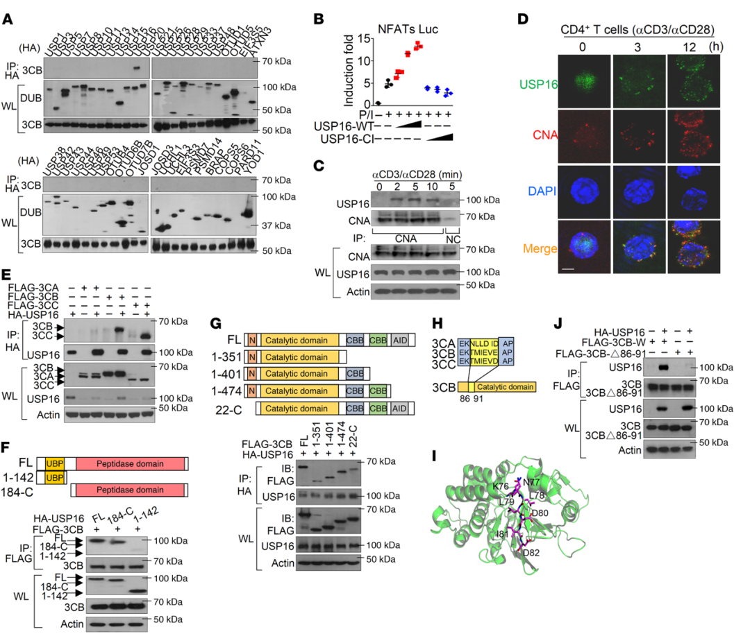 USP16介导的钙调磷酸酶A去泛素化控制外周 T细胞稳态维持 - 知乎