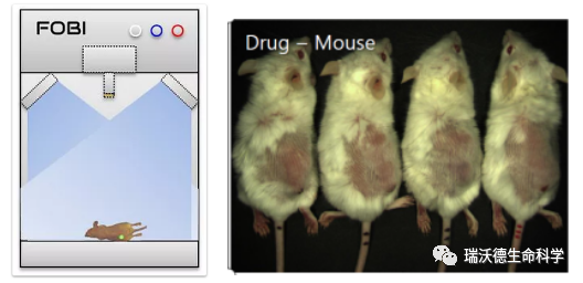 用FOBI整体荧光成像系统，实时获取高品质图像、视频！ - 知乎