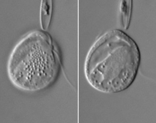 【古菌域全系列14】隐藻界Cryptista：隐于世间而影响世界 - 知乎