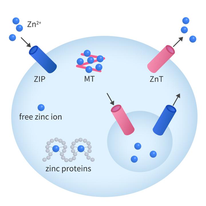 锌转运蛋白LIV-1能否带来“锌”机遇？ - 知乎