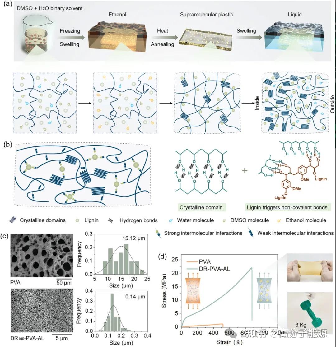 AFM: 多溶剂诱导的梯度聚集使木质素基超分子水凝胶具有超强、坚韧、可拉伸和抗疲劳性 - 知乎