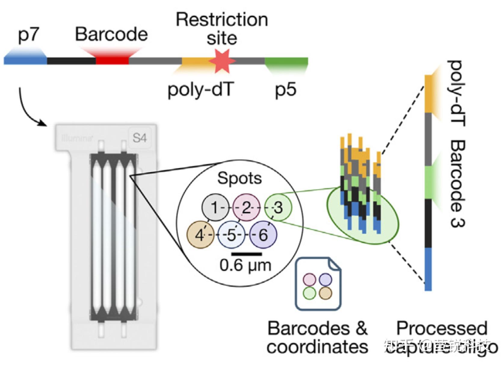 Seq-Scope：高分辨率空间转录组技术 - 知乎