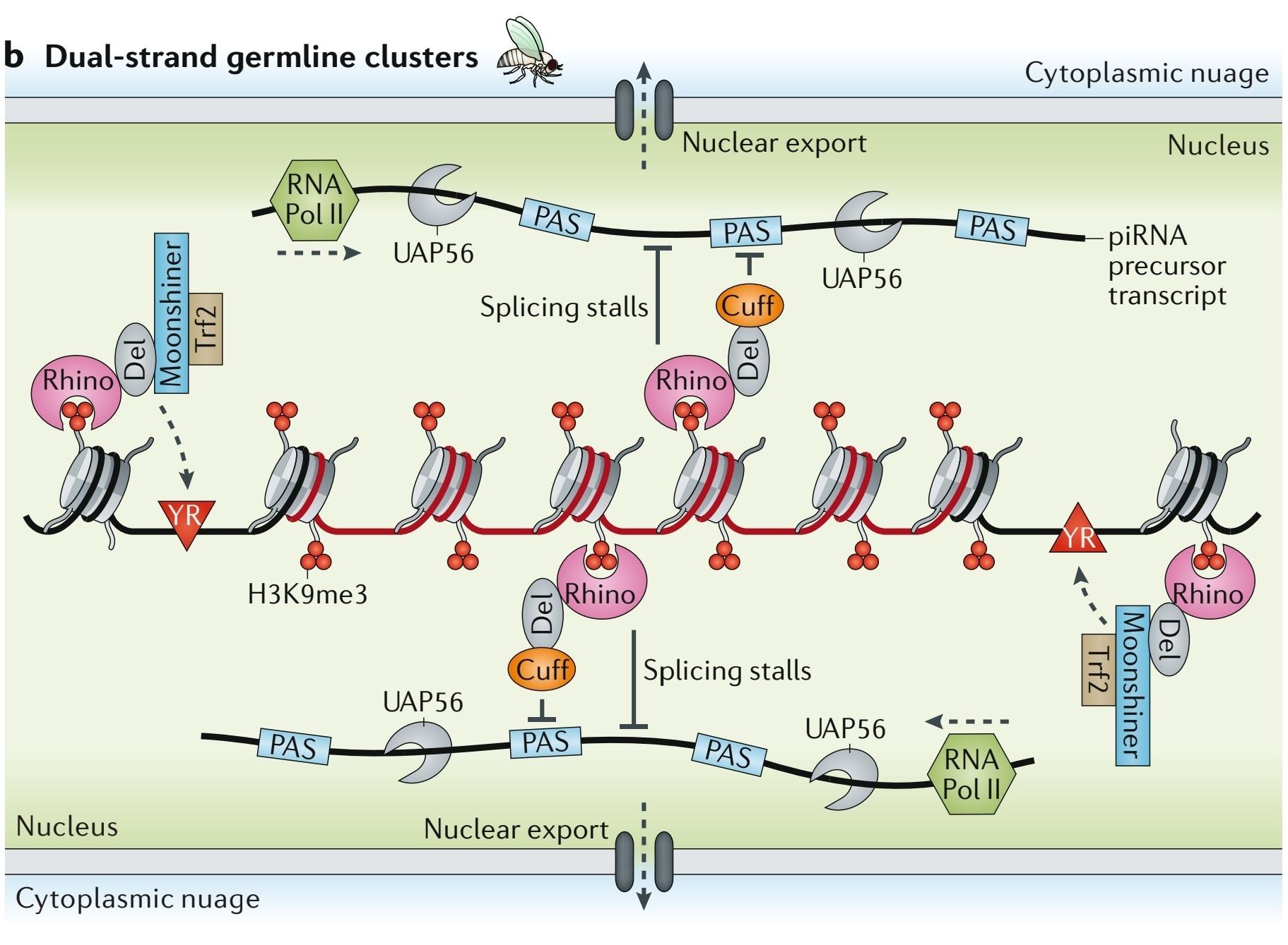 RNA干扰（一）——mi-！si-！pi-！ - 知乎