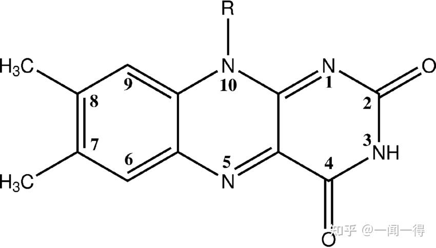 重振核黄素：揭示其在人体生理和健康中的永恒意义 - 知乎