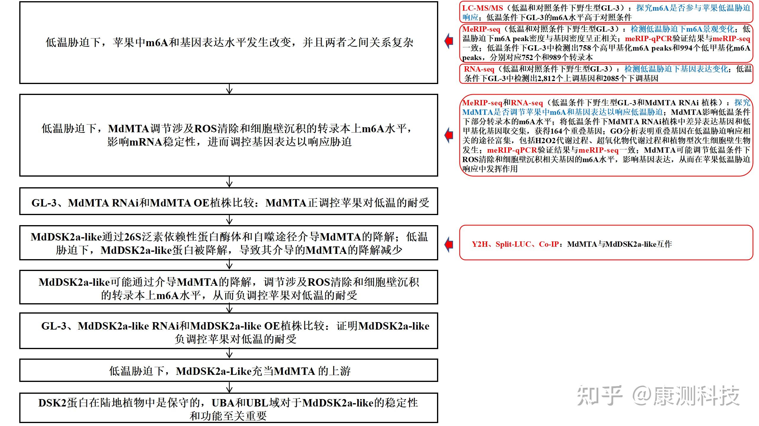 Adv. Sci.IF14.3|西北农大揭示MdDSK2a-Like-MdMTA模块通过m6A参与苹果低温胁迫响应的分子机制 - 知乎