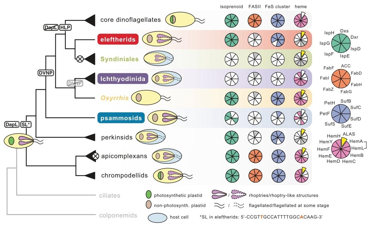 单减虫门Miozoa：这究竟是鞭毛的扭曲还是质体的沦丧 - 知乎