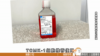 TCMK-1细胞培养，小鼠肾上皮细胞培养攻略 - 丰晖生物 - 知乎