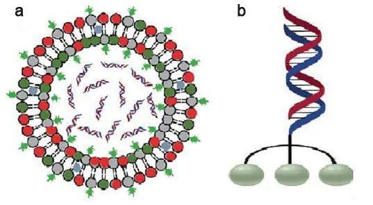 【AmBeed解析】高效递送，精准靶向：探索GalNAc-RNA药物递送系统 - 知乎