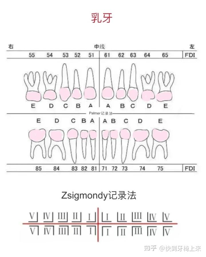 医生写的17,18是哪颗牙？牙位怎么分？——牙医说 - 知乎