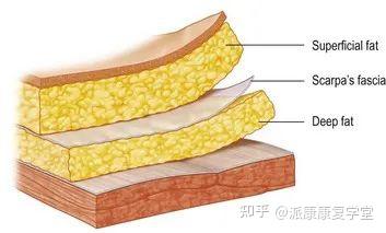 关于Scarpa筋膜血管网络的临床研究 - 知乎