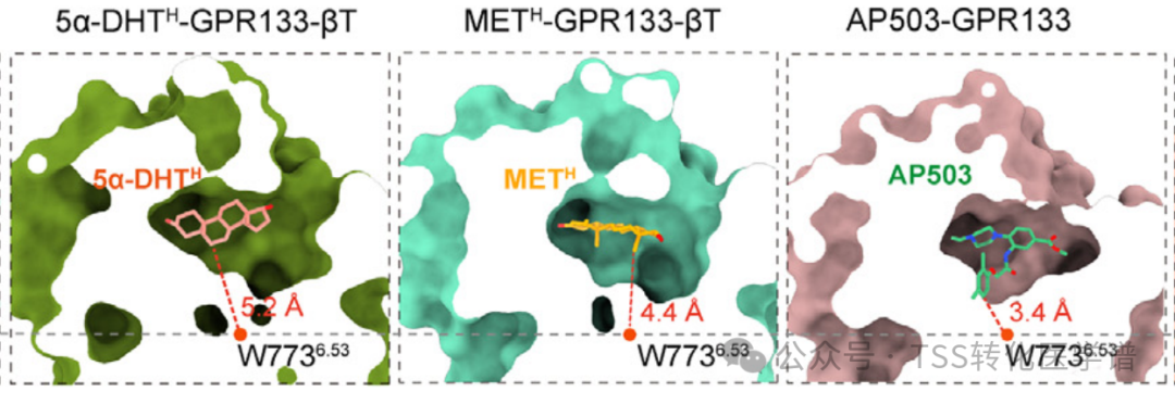 【Cell】雄激素新型GPCR受体GPR133的鉴定与基于结构的激动剂筛选 - 知乎